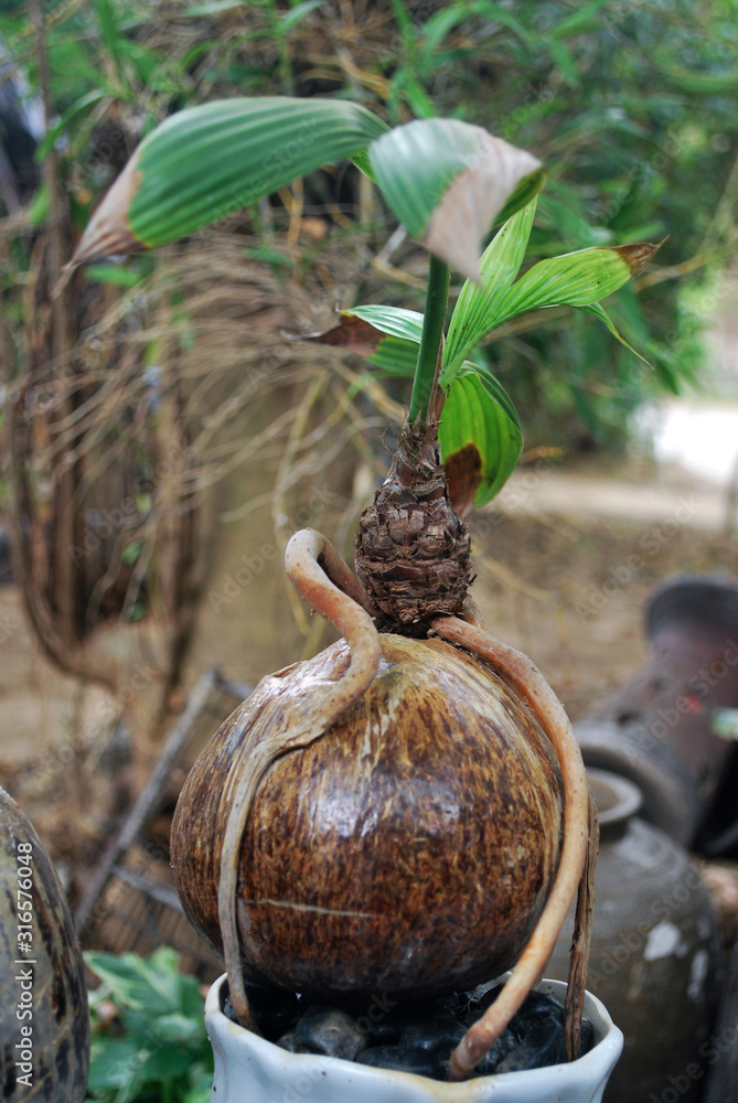 Coconut Bonsai Tree