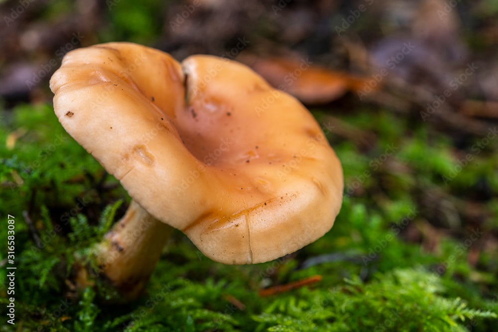Clitocybe inversé, Paralepista inversa, Lepista inversa Stock Photo ...