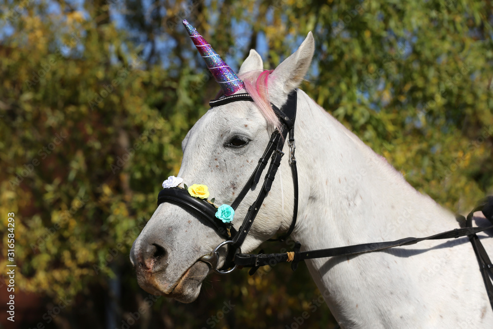 Beautiful magical unicorn horse realistic photography Stock Photo ...