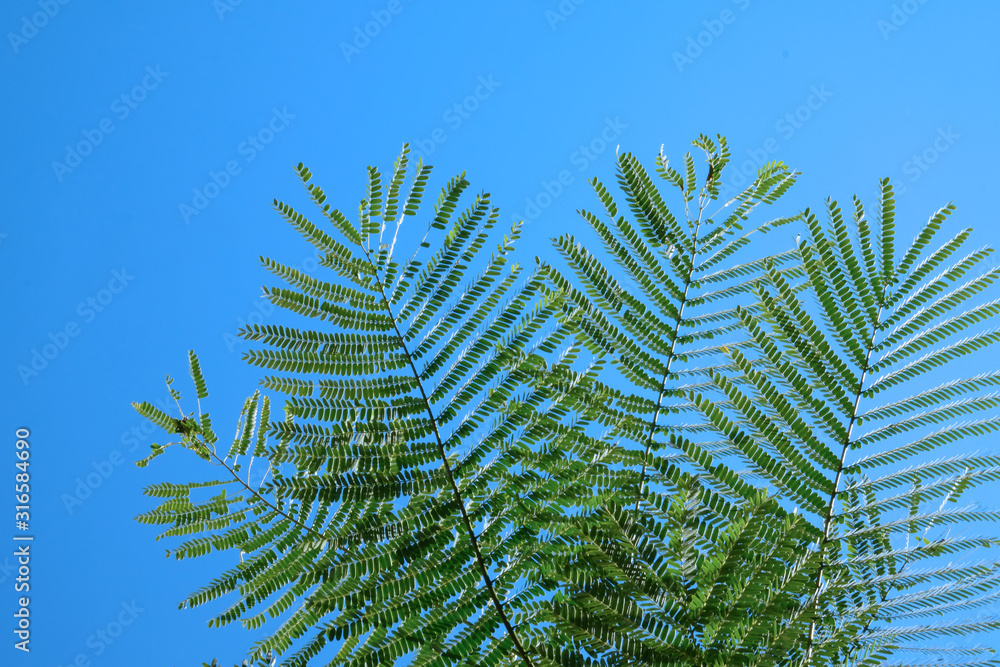 Feathery Leaves of a flame tree on a blue sky as background, scientific name Delonix regia Stock ...