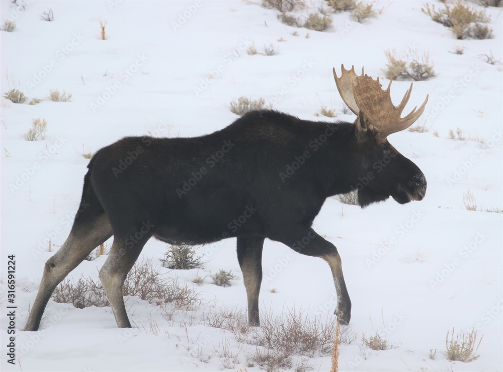 Arctic Moose