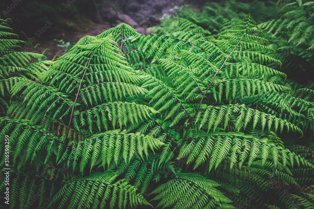 Ferns in the forest, Madeira. Beautiful ferns leaves green foliage ...