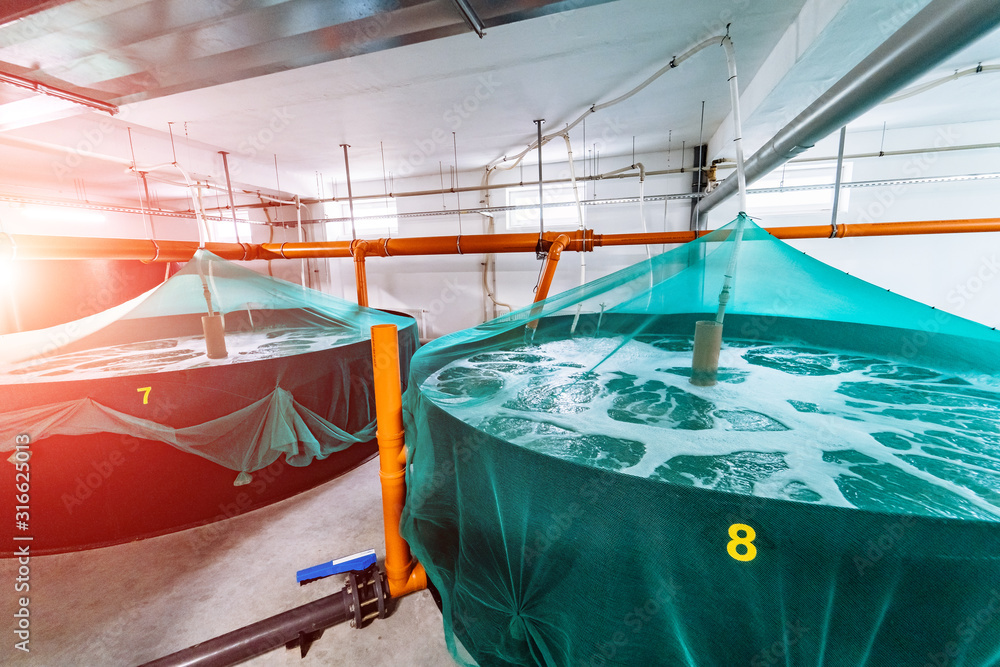 Shrimp farm. Fish hatchery pond. Shrimp breeding farm. Inside a shrimp ...