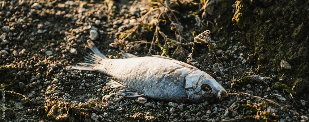 Foto de Bloated, dead, poisoned fish lies on the river bank ...