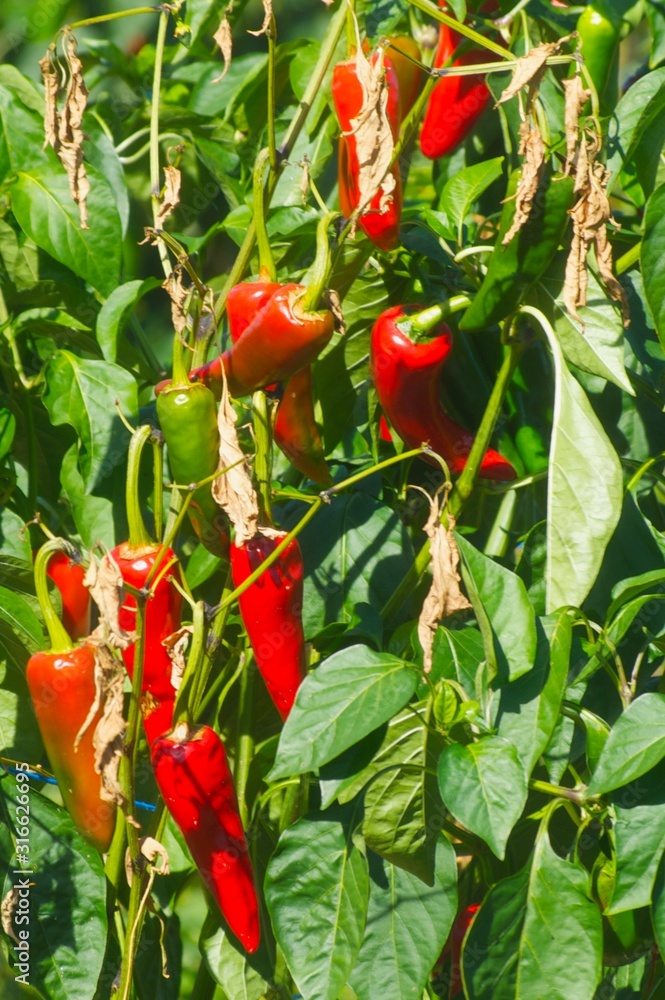 piments Stock Photo | Adobe Stock