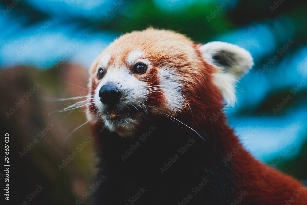 Chinese Red panda, lesser panda, the red bear-cat bear eating bambusa ...