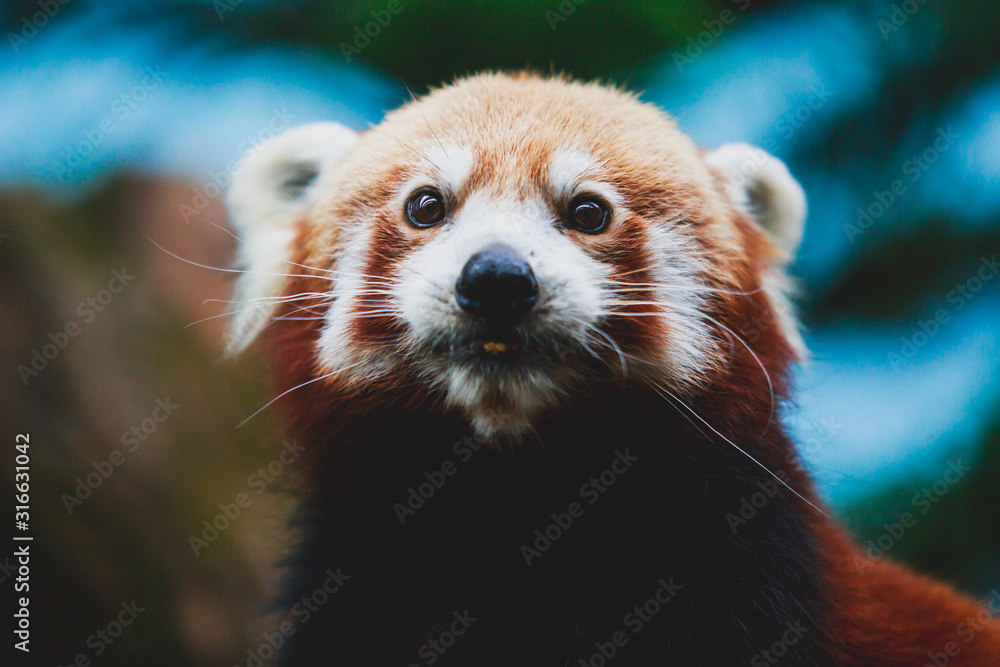 Chinese Red panda, lesser panda, the red bear-cat bear eating bambusa ...