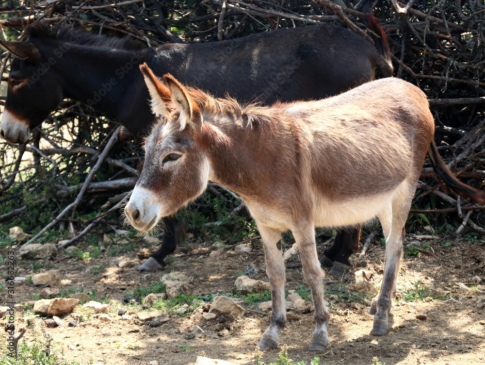 Breeding Donkeys