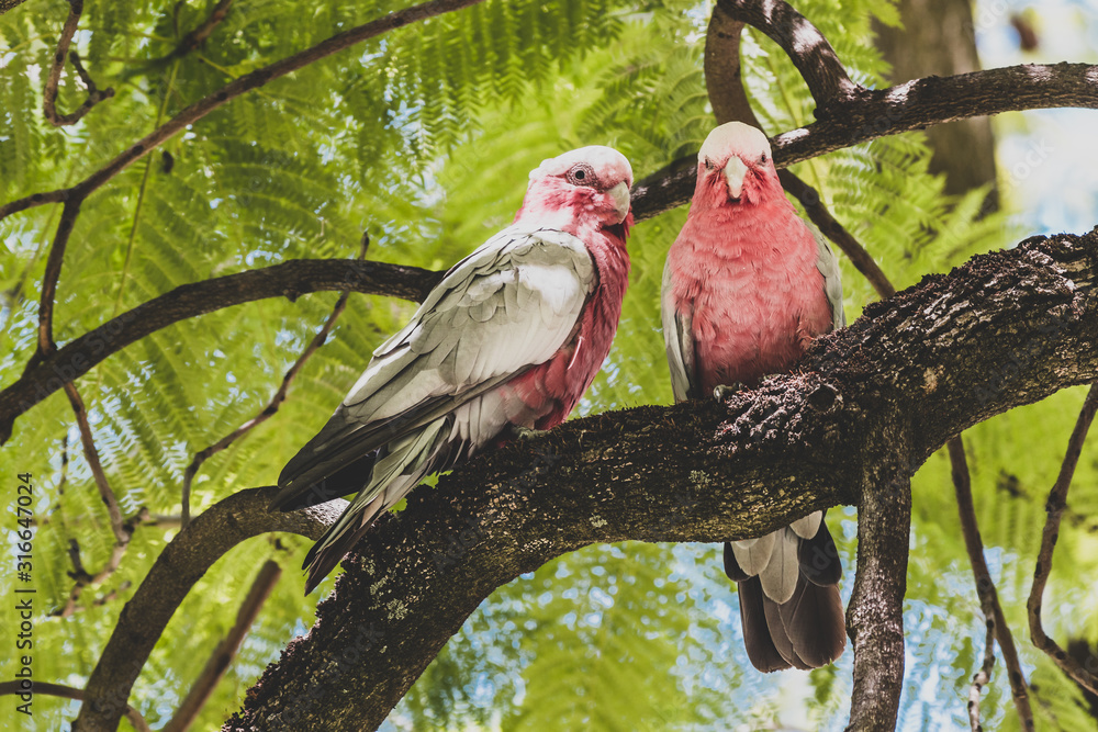 Australian Pink Parrots