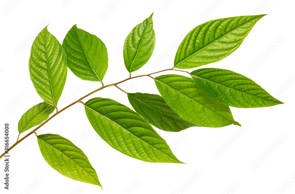 Cananga odorata leaf(Ylang-ylang )tropical isolated on white background ...