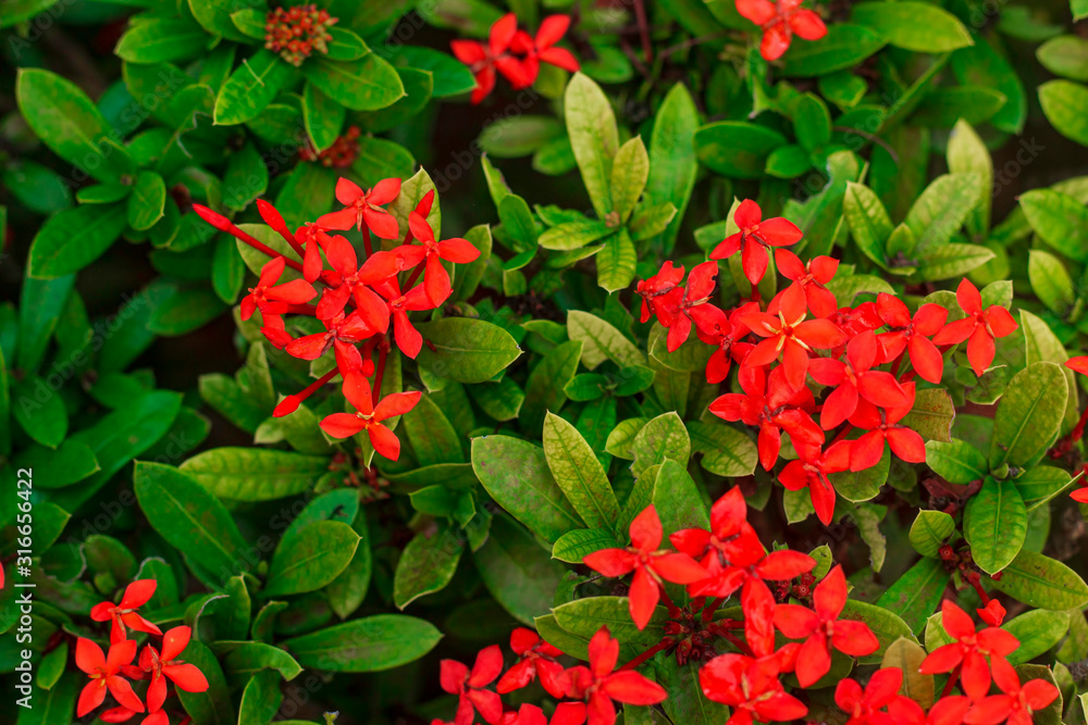 Foto de Beautiful Red flower. Ixora blooming (Ixora chinensis). Rubiaceae flower.Ixora flower ...