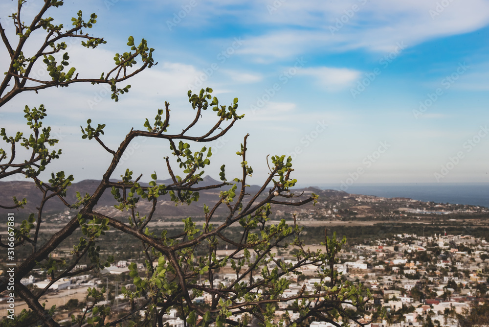 Close up of a Little tree at Top of the hill "Cerro de la Chiva" at Los ...