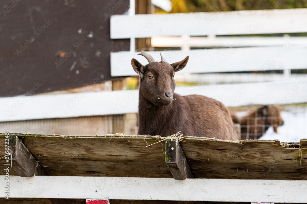Cute dwarf goat eating hay by the barn. Beautiful farm animals at ...