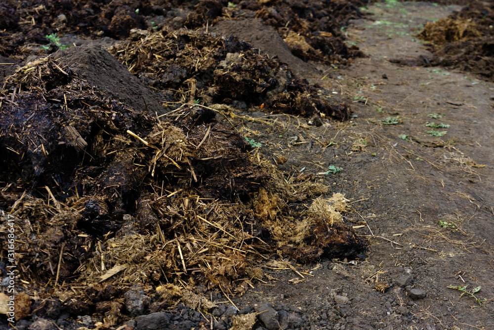 Piles of cow manure on the farm to fertilize the ground Stock Photo ...