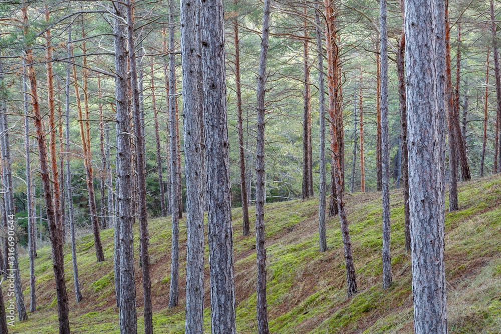 Pinus sylvestris. Bosque de pino silvestre o albar. Pinar de Las Lomas ...