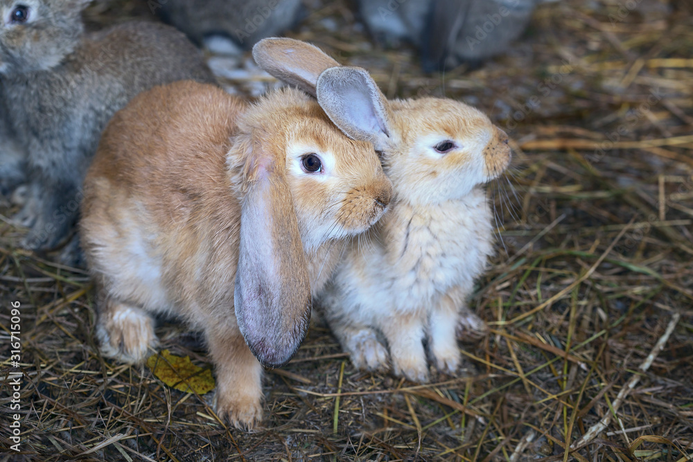 frontal view of a small two little rabbits are sitting on the hay ...