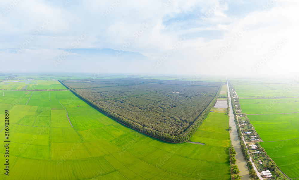Mekong River Delta Rice