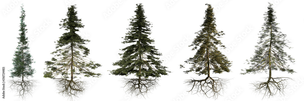 group of conifer trees with roots isolated on white background Stock ...