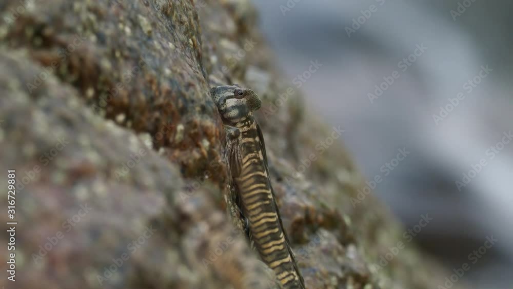 Fish called Common Mudskipper Periophthalmus kalolo (koelreuteri ...
