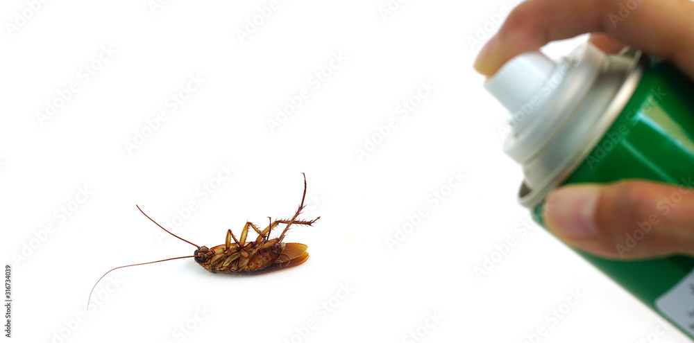 Cockroaches die with insecticides,pest control spraying insecticide on ...
