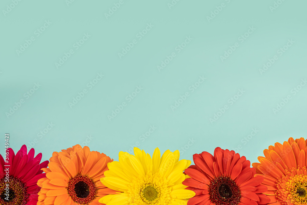 Different color flowers gerberas on a light blue background, free copy ...