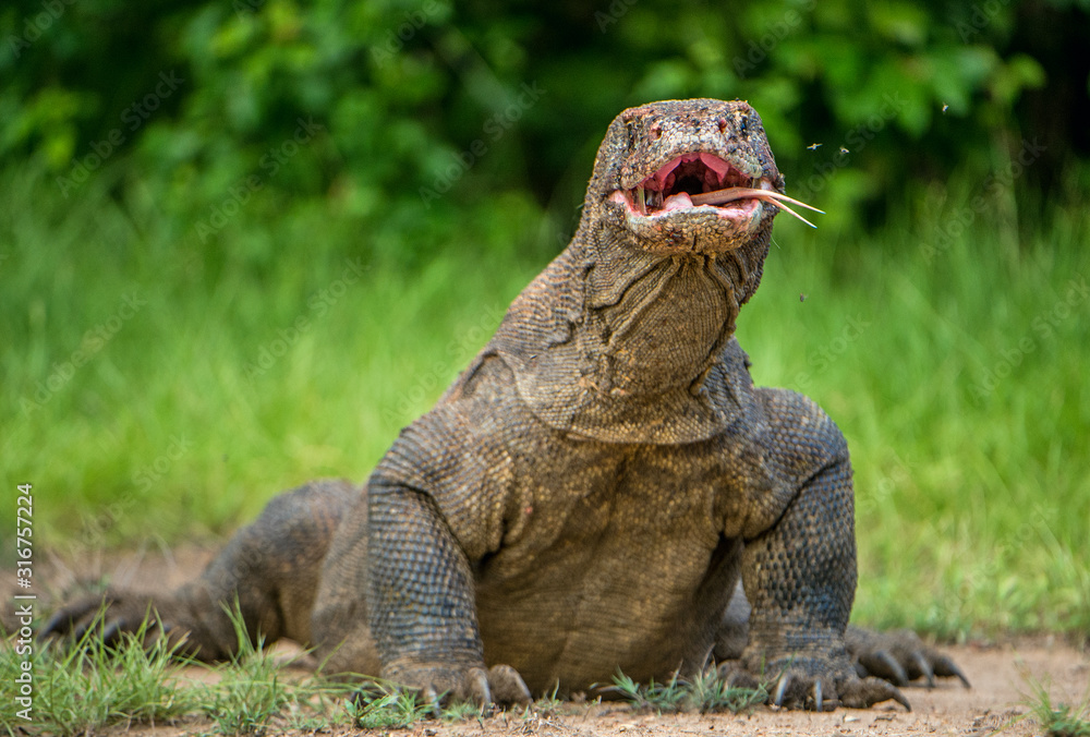 The Komodo dragon Varanus komodoensis raised the head with open mouth ...