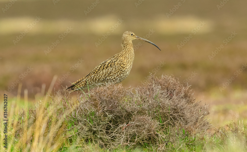 Curlew, adult curlew in natural moorland habitat during the breeding ...