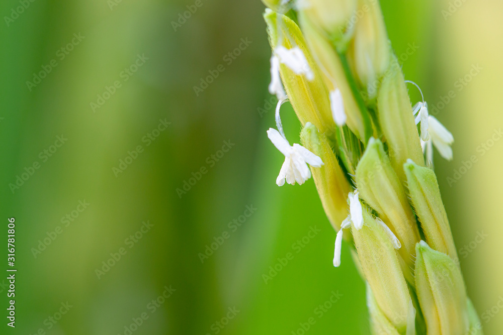 stunning natural beauty of rice flower of rice ears at paddy fields ...