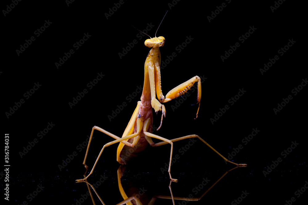 Giant Asian Yellow Praying Mantis (Hierodula membranacea) isolated on ...