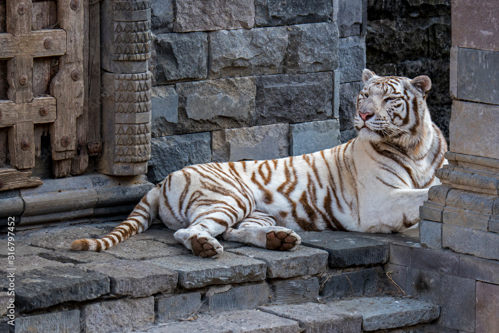 White Panthera Tigris