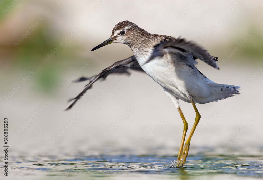 Wood Sandpiper jumps high over water surface with wide spreaded wings ...