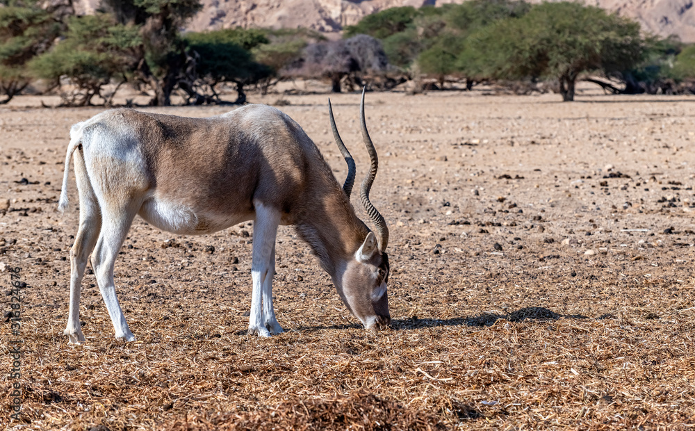 Curved horned antelope Addax (Addax nasomaculatus) was introduced from ...