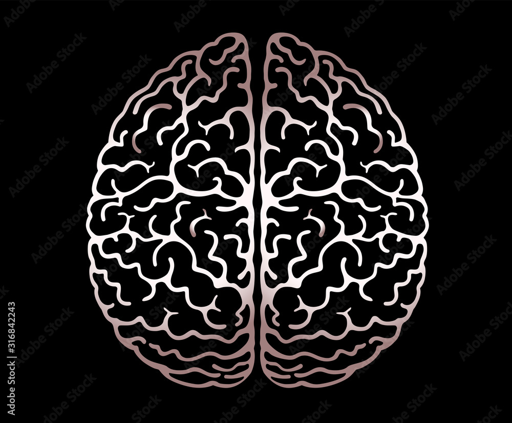 Brain Outline Front View