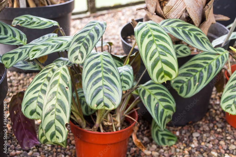 Fishbone prayer plant (Ctenanthe burle-marxii) bunch of leaves Stock ...