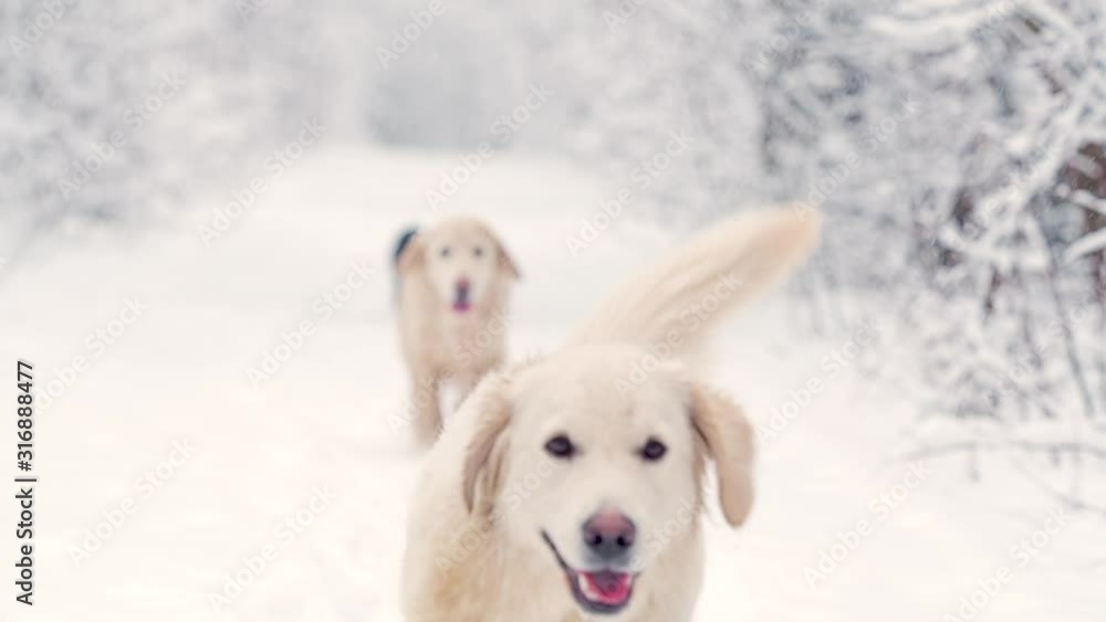 White dogs of the Golden Retriever breed in the winter fairy-tale ...