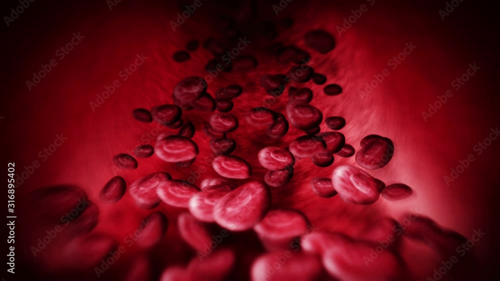 Human circulatory system. 3D loop animation of human blood vessel with ...
