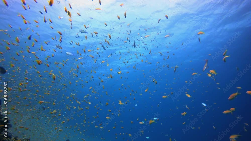 Blue Water background and Tropical Fish. Tropical blue sea water. Sea ...