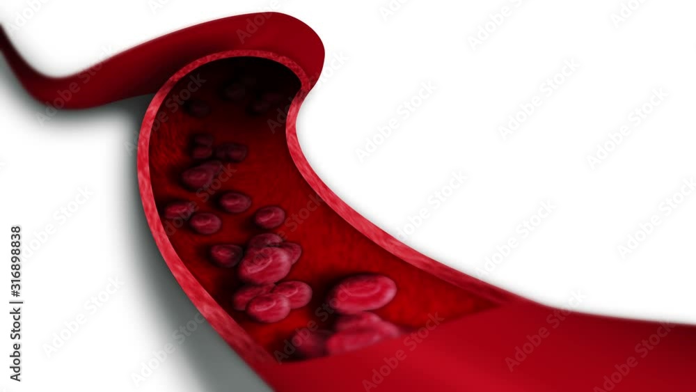 Human circulatory system. 3D loop animation of human blood vessel with ...