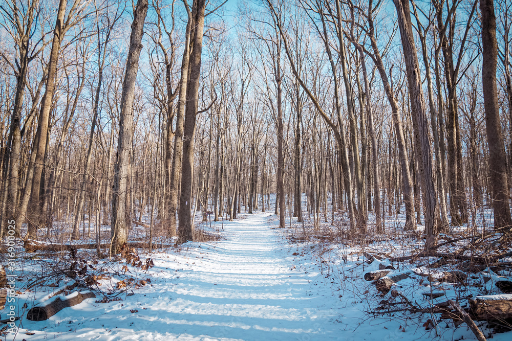 Boyd Big Tree Preserve Conservation Area Stock Photo | Adobe Stock