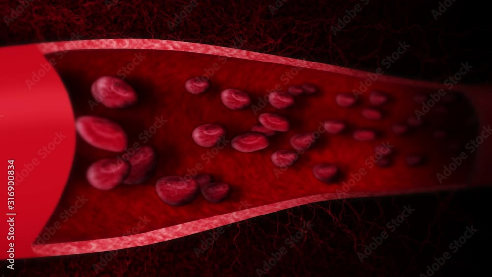 Human circulatory system. 3D loop animation of human blood vessel with ...