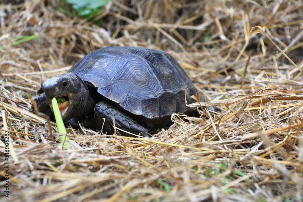 The Asian forest tortoise (Manouria emys), also known as the Asian ...