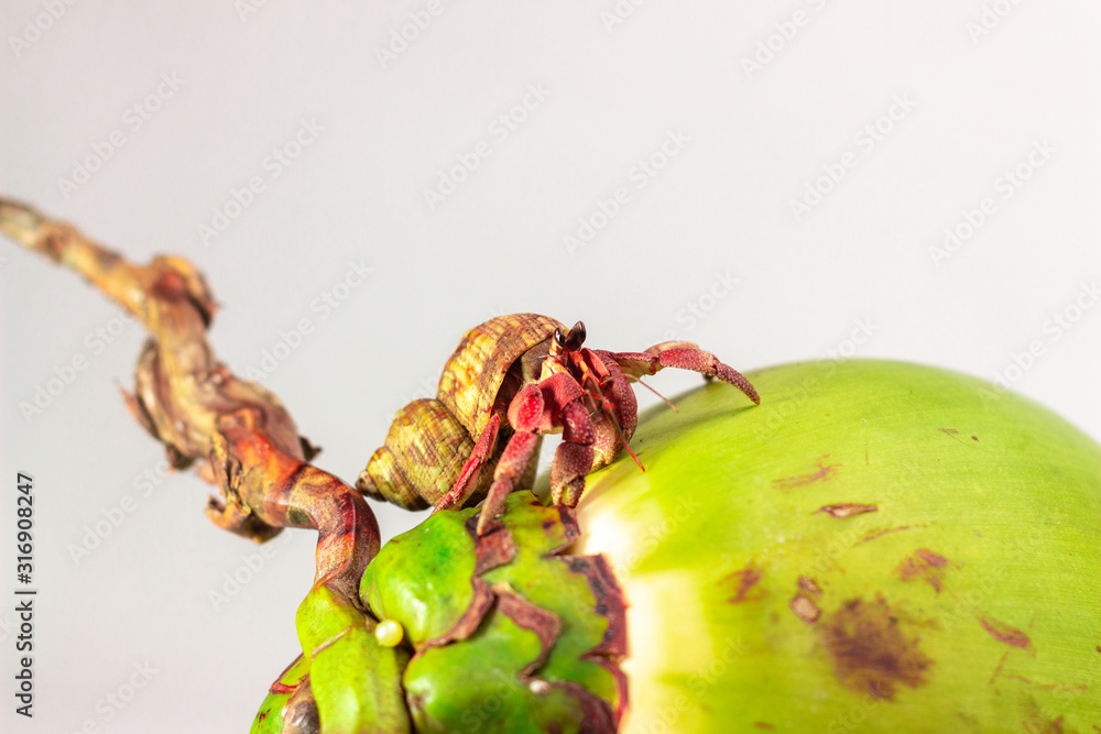 Hermit crab on coconut isolated on white background with selective ...