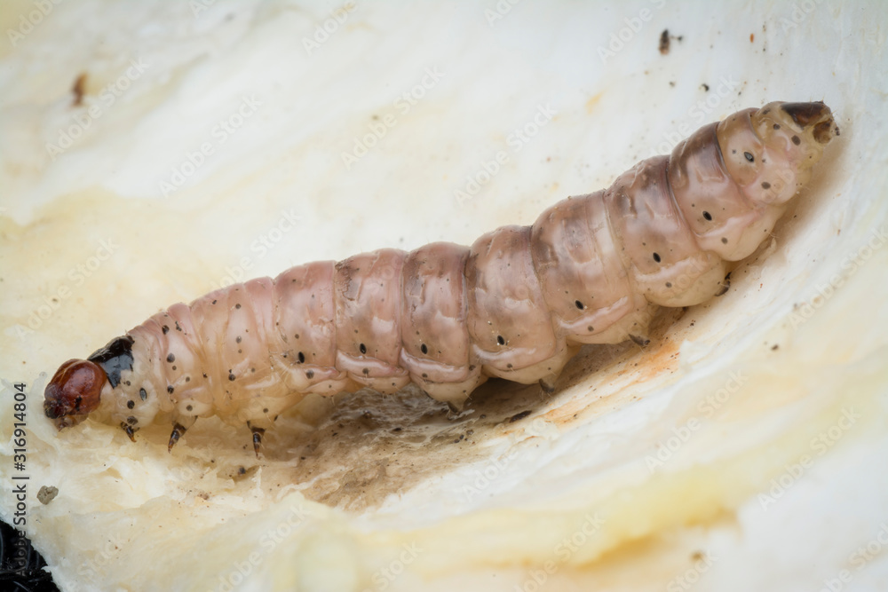 larva of durian fruit borer Stock Photo | Adobe Stock