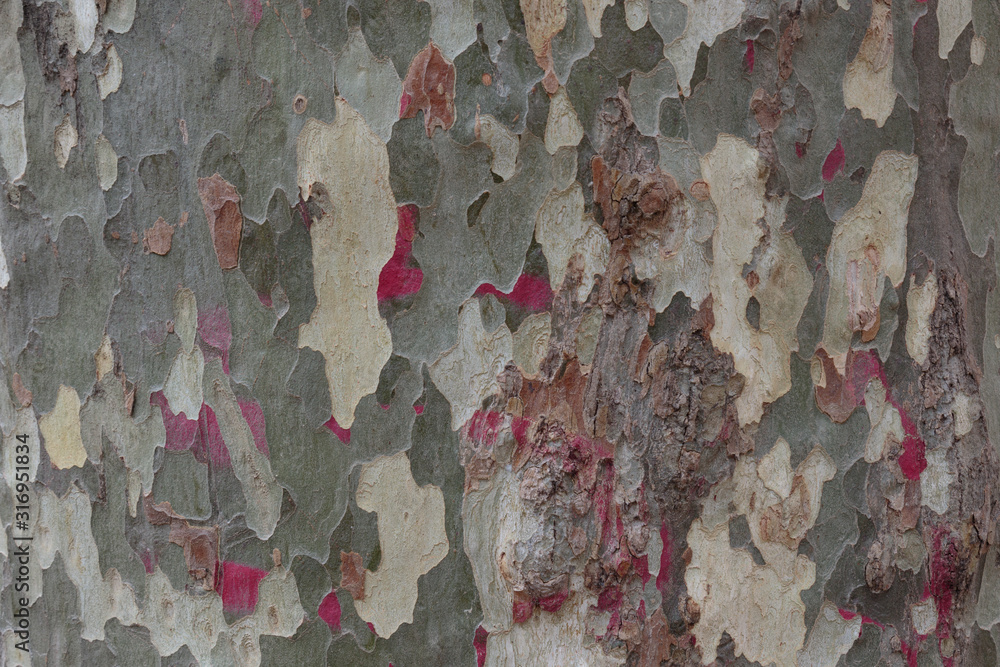 texture of close up of platanus tree bark Stock Photo | Adobe Stock