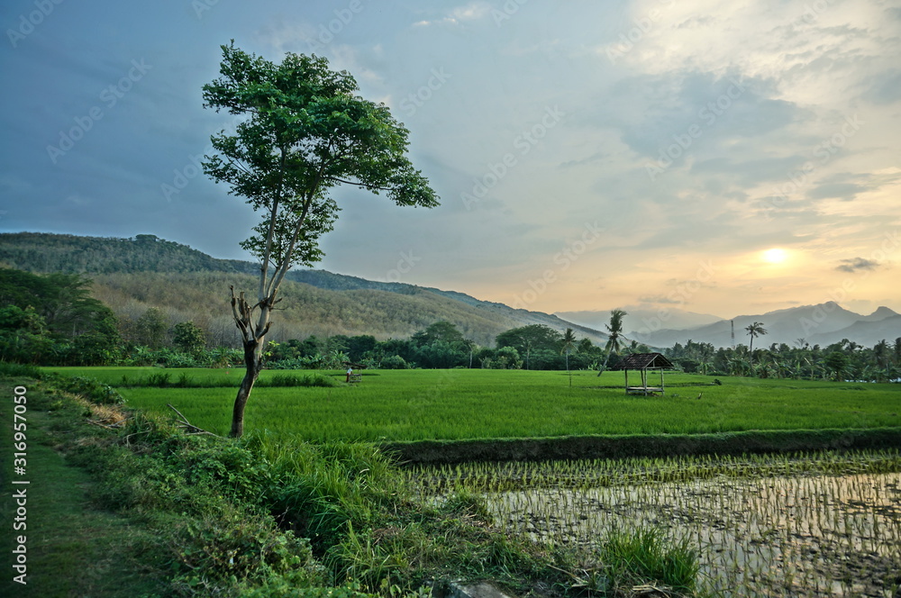 Fields that are used for growing rice and at harvest time, rice plants ...