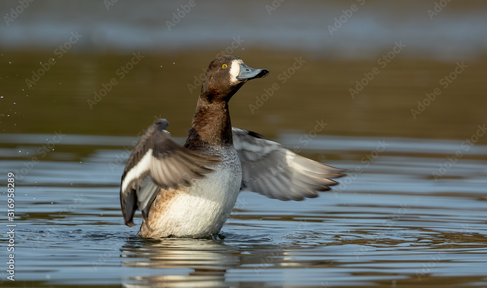 Scaup Wing Flapping Stock Photo | Adobe Stock