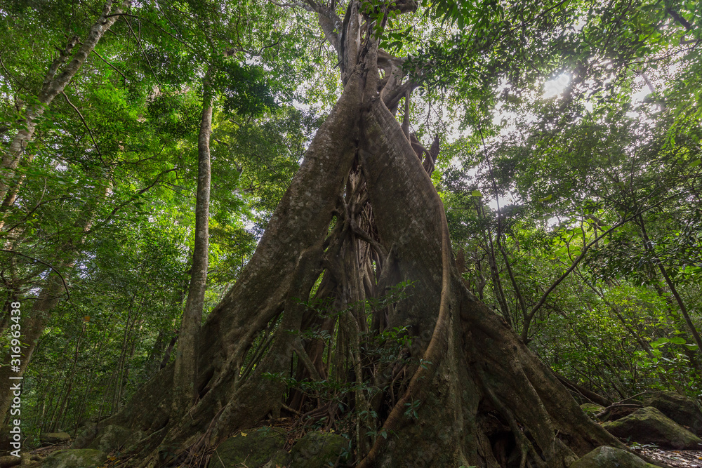 Ceiba, an emblematic tree of Costa Rica's tropical forests Stock Photo ...