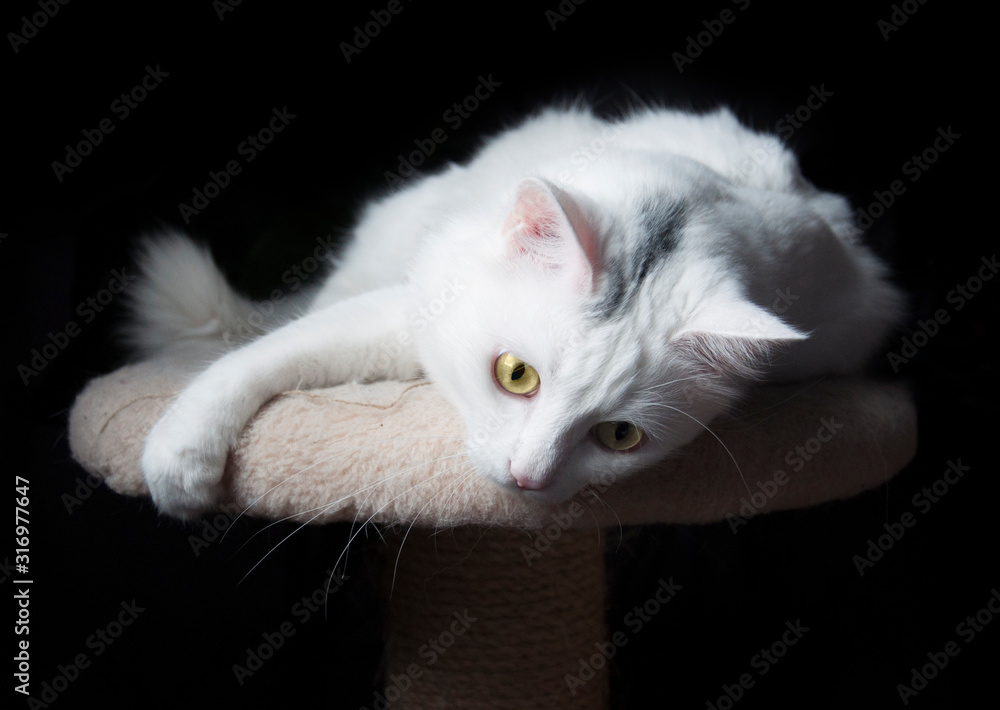White domestic cat with yellow eyes lying on a soft plush stand on ...