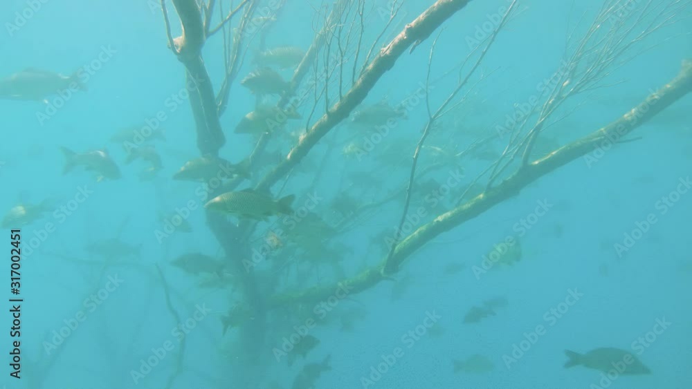 Underwater footage of swimming big carps (Cyprinus carpio) Underwater ...