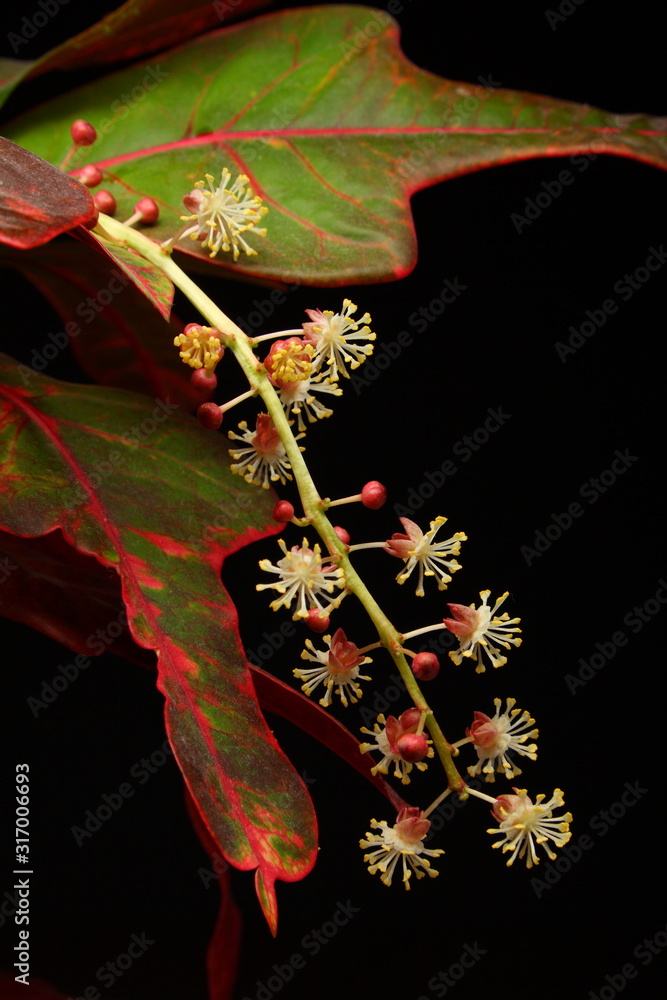 Codiaeum Variegatum Flower